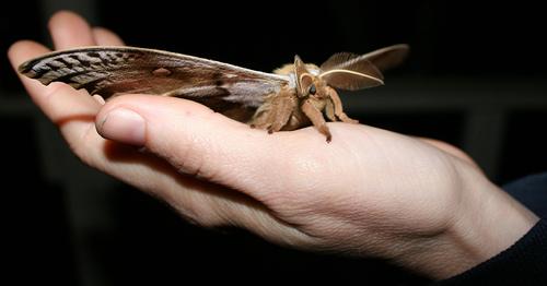 I Fought the Moths and the Moths Won - Grit